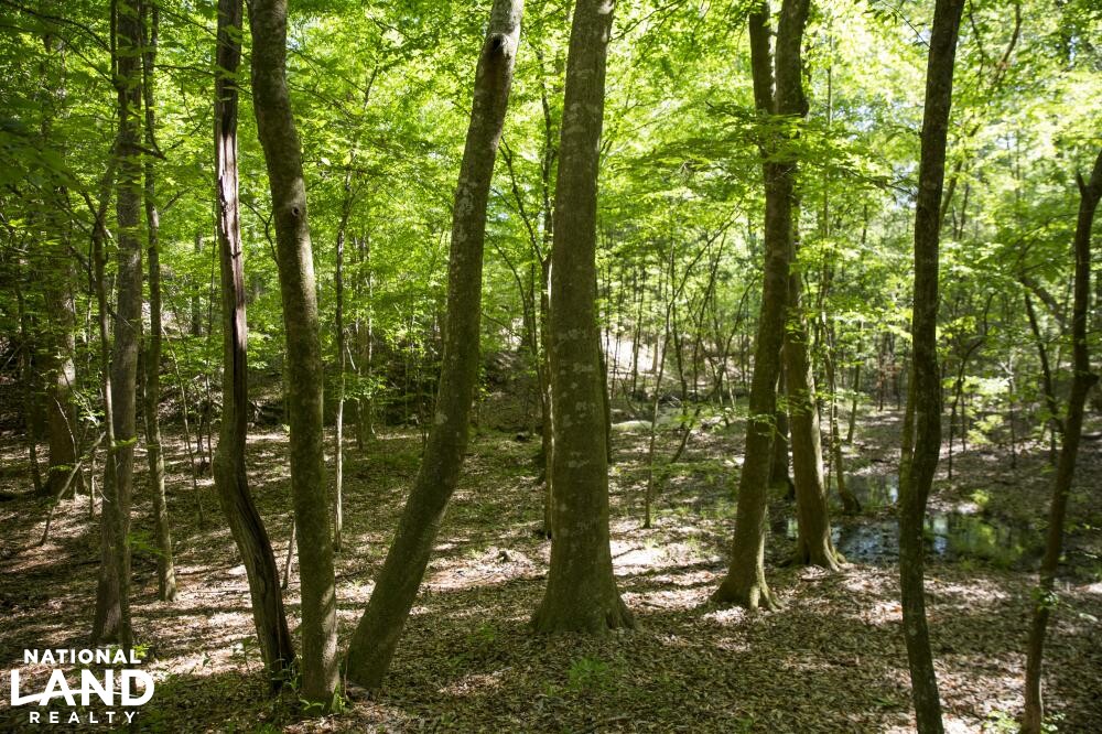 Jake Peavy's Southern Falls Plantation in Wilcox County, Alabama (99 ...