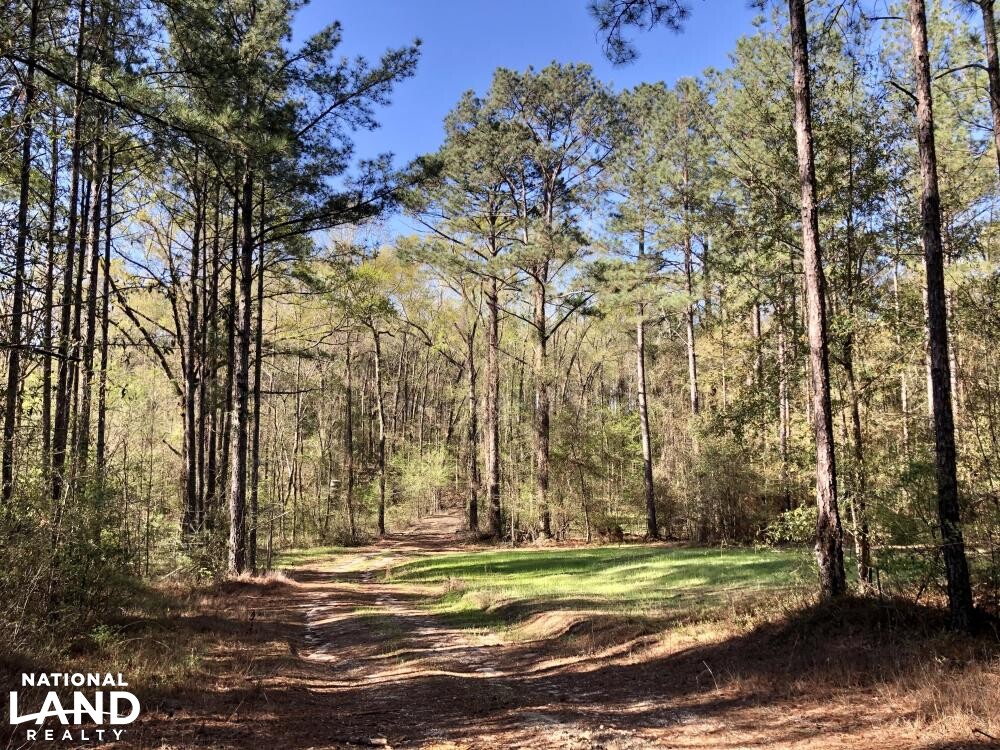 Walker Springs Hunting Cabin and Timber Investment Tract in Clarke ...