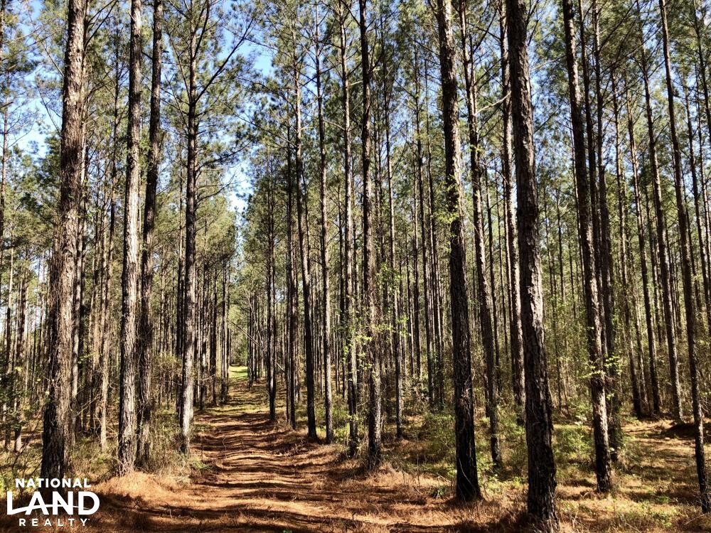 Walker Springs Hunting Cabin and Timber Investment Tract in Clarke ...