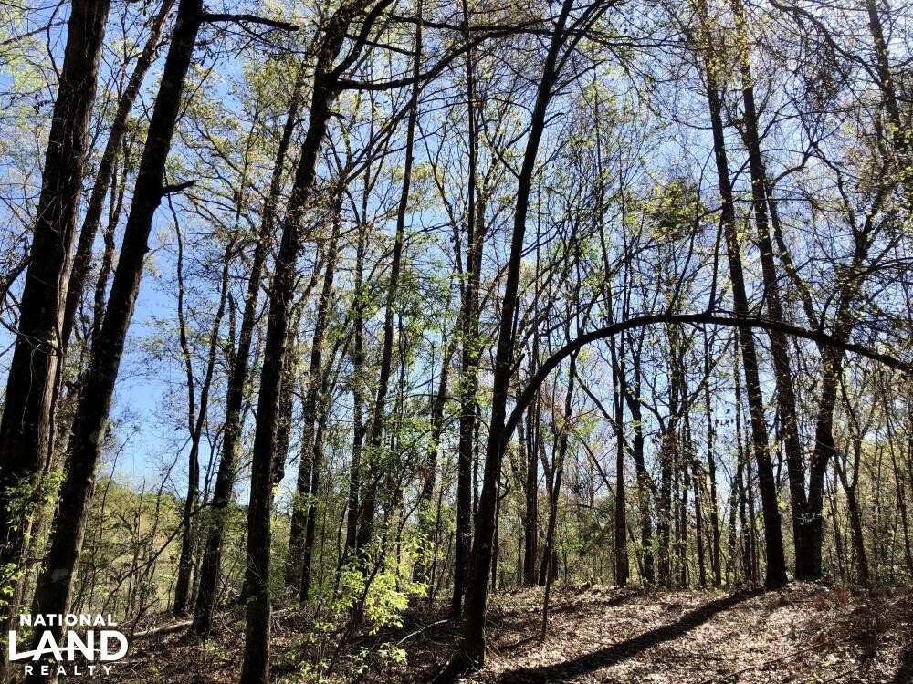 Walker Springs Hunting Cabin and Timber Investment Tract in Clarke ...