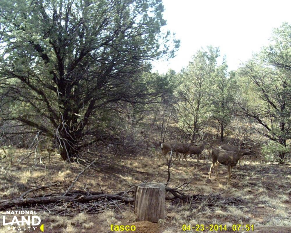 Taos Junction 40 Acre Ranch in Taos County, New Mexico (3 Photos ...