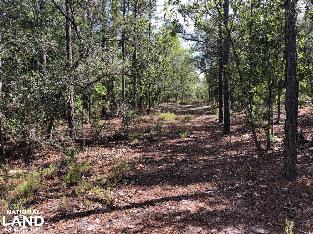 Ohoopee River Recreational Tract in Tattnall County, Georgia (75 Photos ...