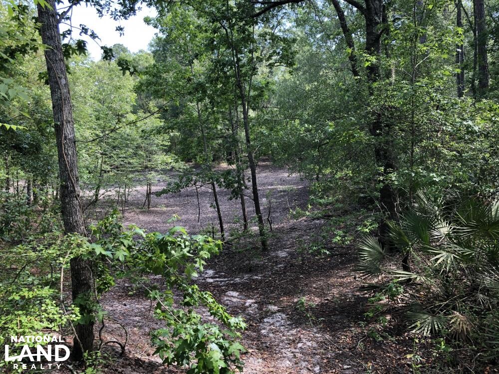 Ohoopee River Recreational Tract in Tattnall County, Georgia (75 Photos ...