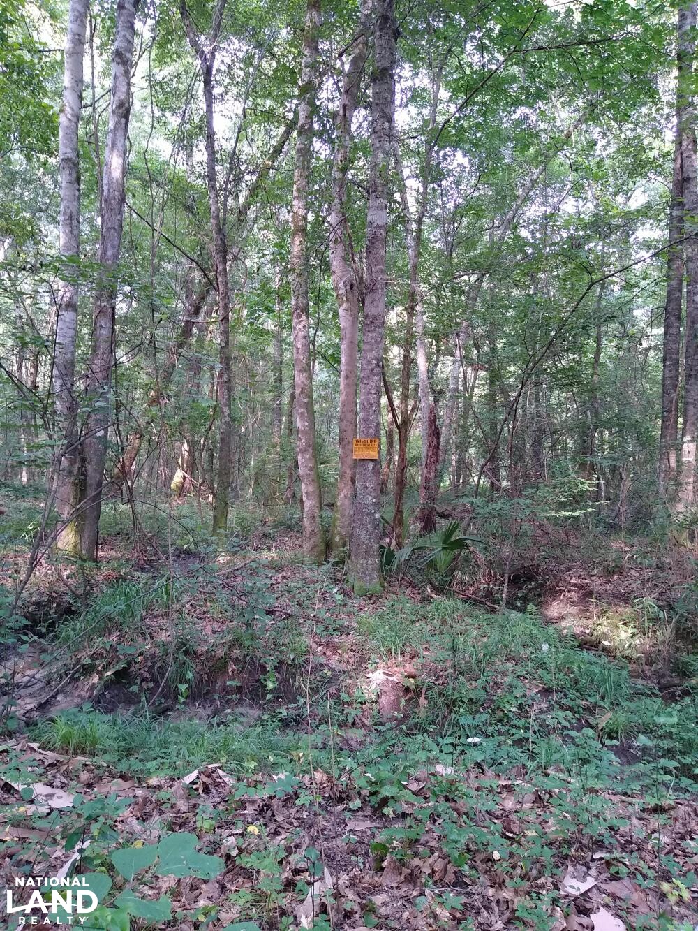 Camp Site adjacent to Barbour WMA in Barbour County, Alabama (20 Photos ...