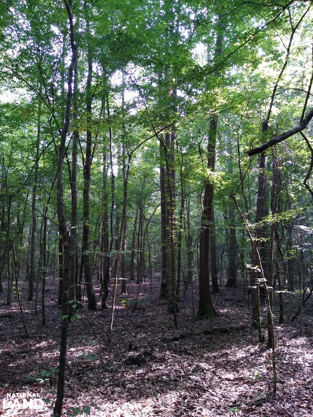 Camp Site adjacent to Barbour WMA in Barbour County, Alabama (20 Photos ...