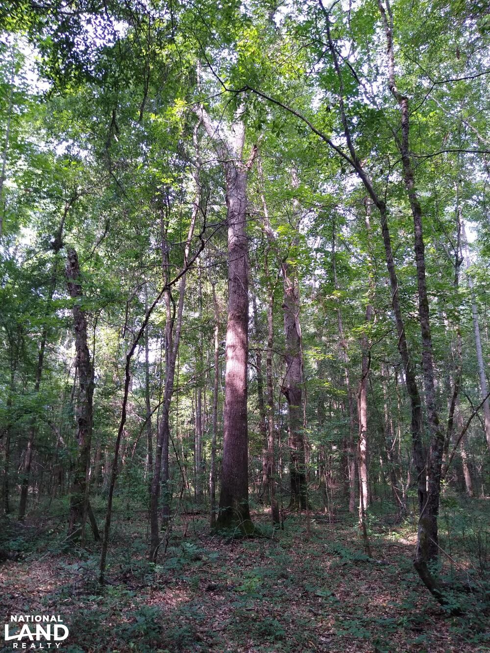 Camp Site adjacent to Barbour WMA in Barbour County, Alabama (20 Photos ...