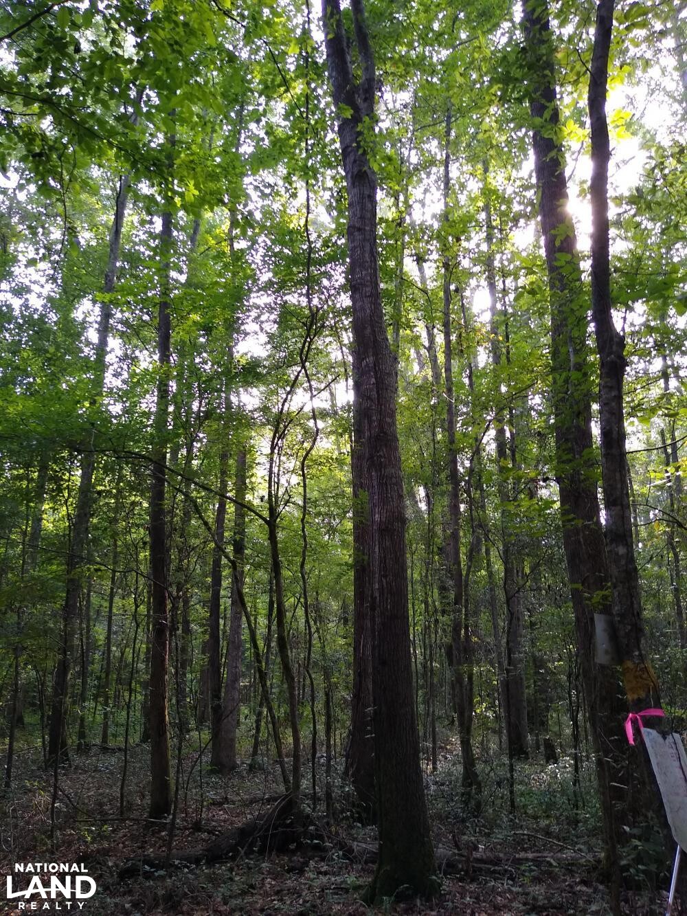 Camp Site adjacent to Barbour WMA in Barbour County, Alabama (20 Photos ...