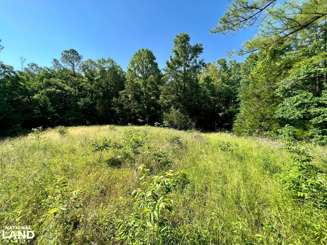 The Koenton Bashi Timber & Hunting Investment in Washington County ...