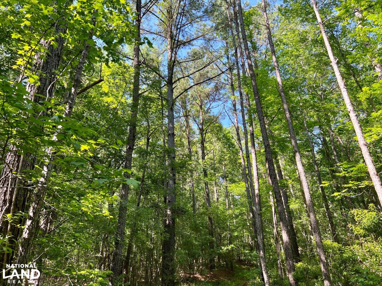 The Koenton Bashi Timber & Hunting Investment in Washington County ...