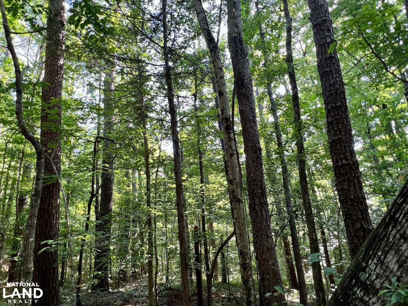 The Koenton Bashi Timber & Hunting Investment in Washington County ...