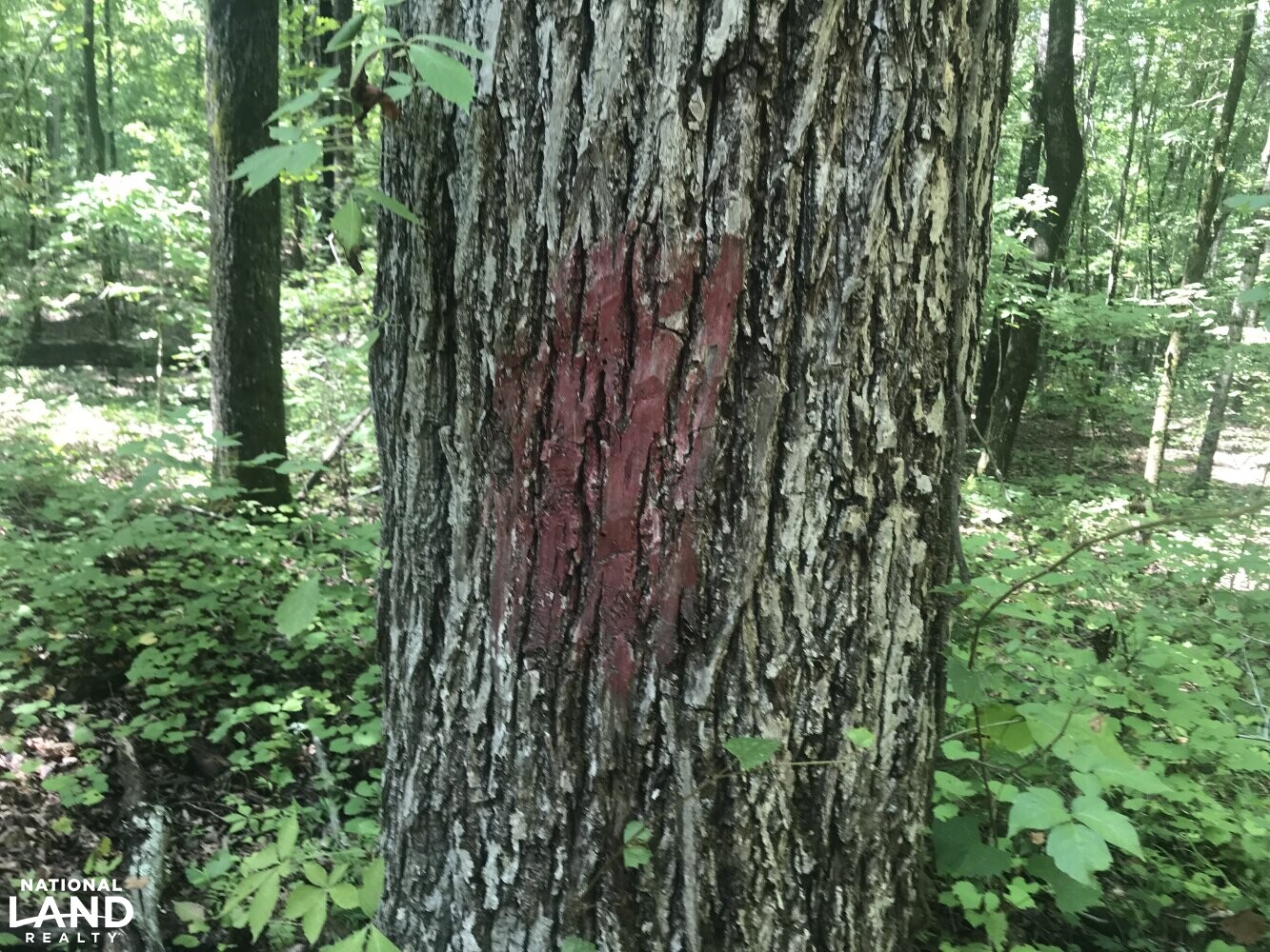 Timberland Joining National Forest in Tippah County, Mississippi (25 ...