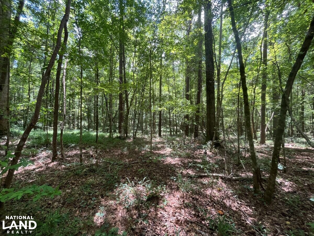 Secluded Cabin With Pond, Creek & Big Timber in Leake County ...