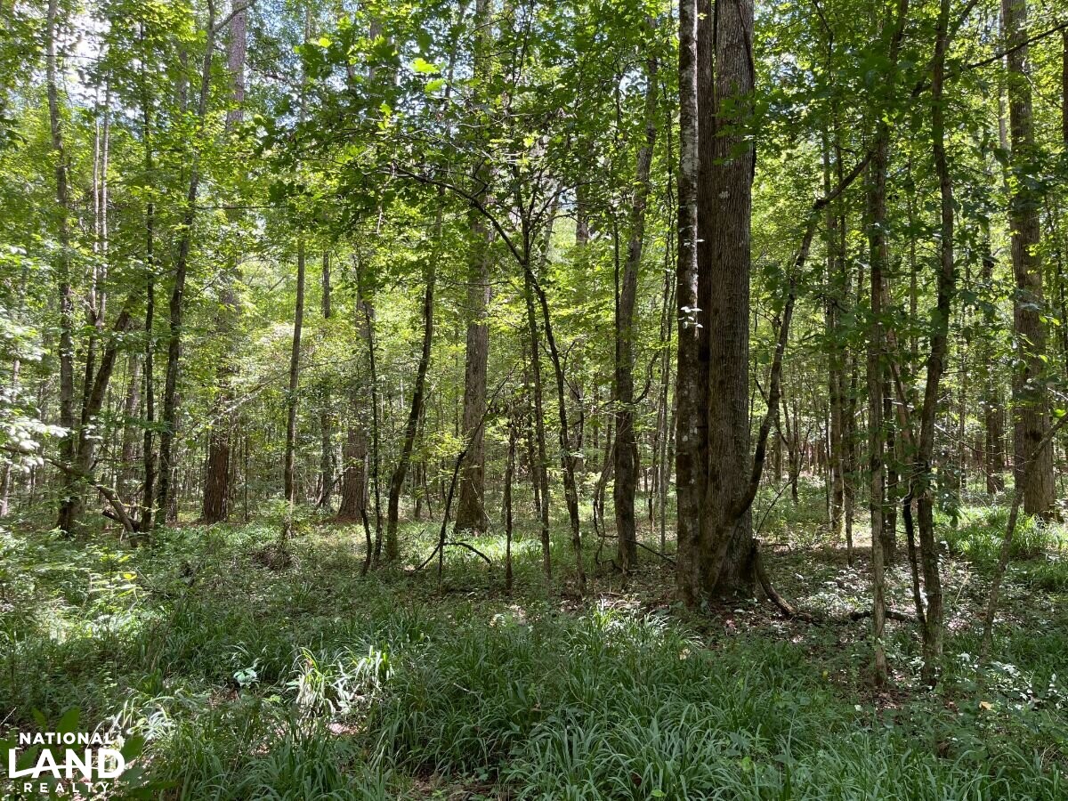 Secluded Cabin With Pond, Creek & Big Timber in Leake County ...