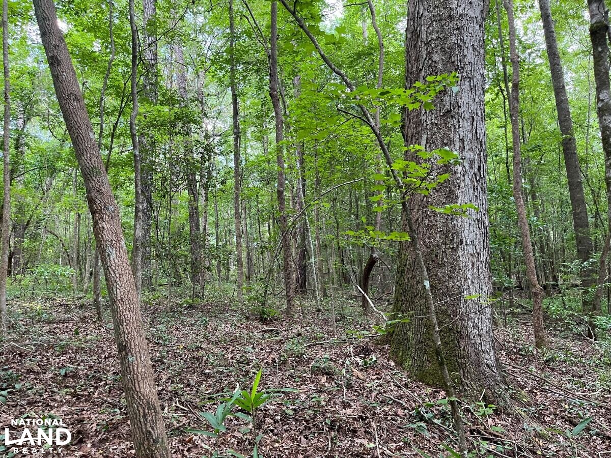 Secluded Cabin With Pond, Creek & Big Timber in Leake County ...