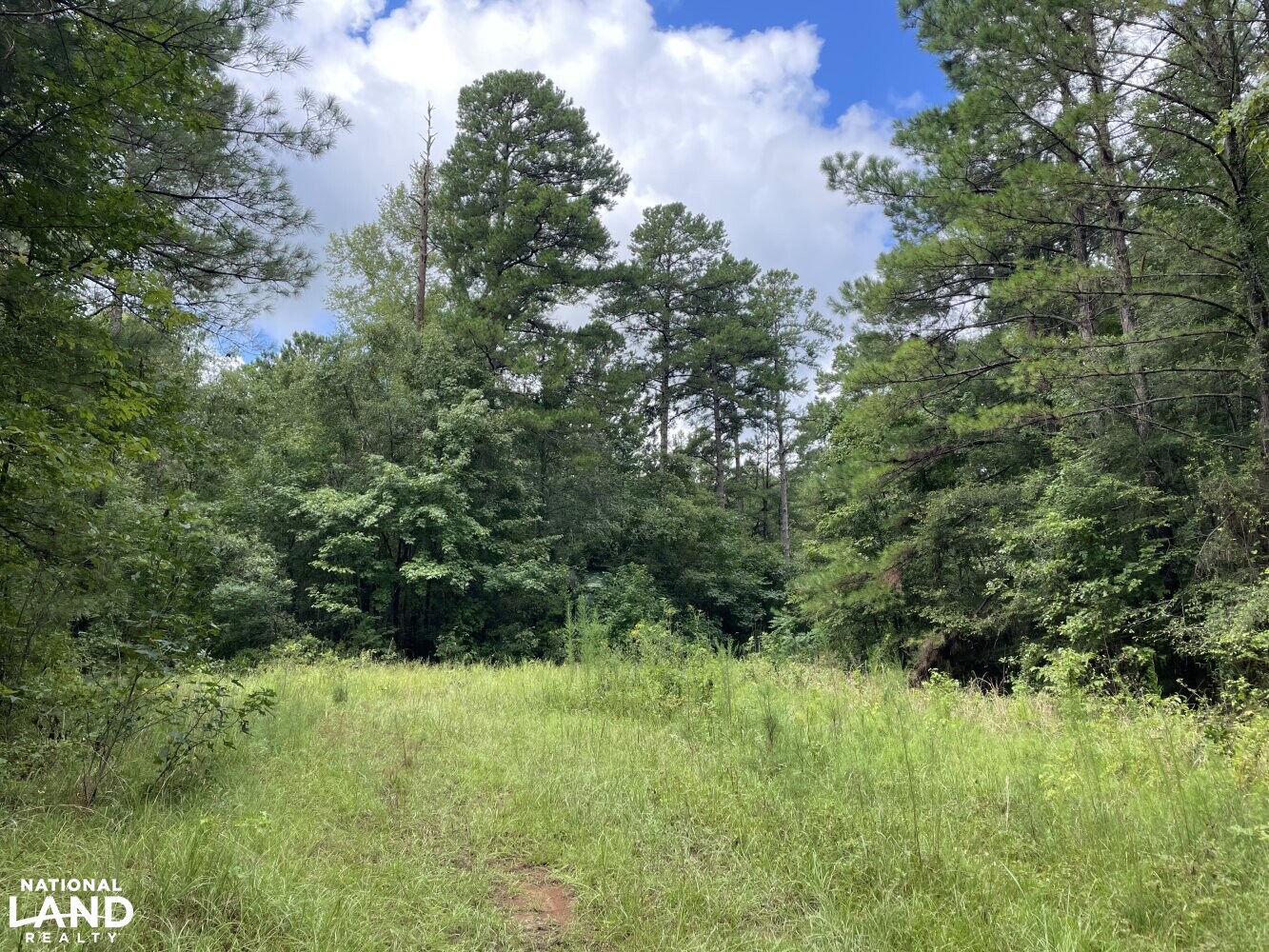 Camden Deer and Turkey in Madison County, Mississippi (33 Photos ...