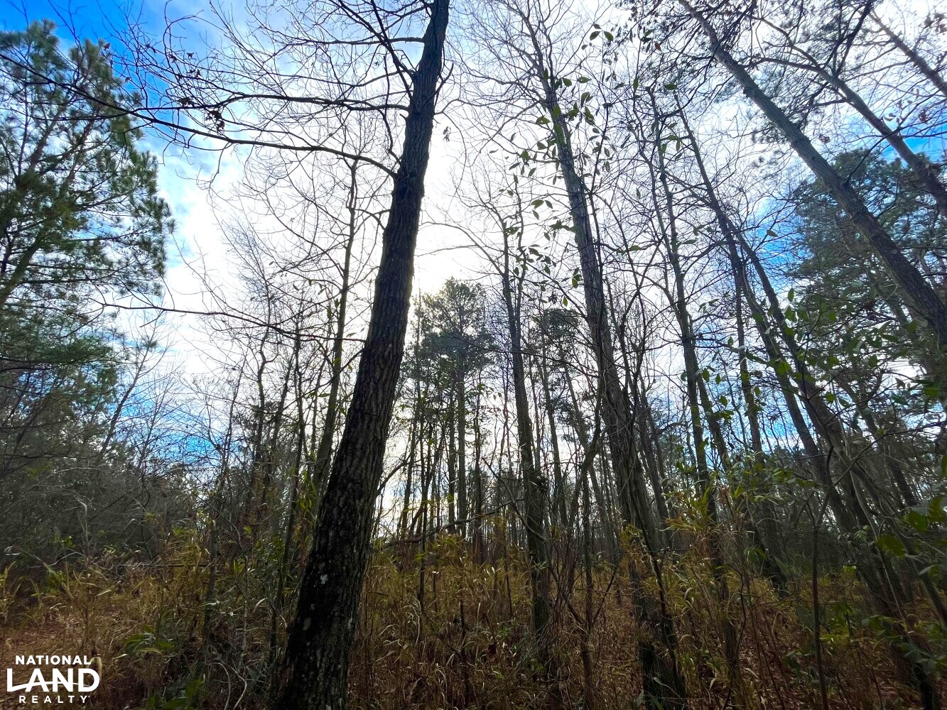 Greene County Timber/Recreational Tract in Greene County, North ...