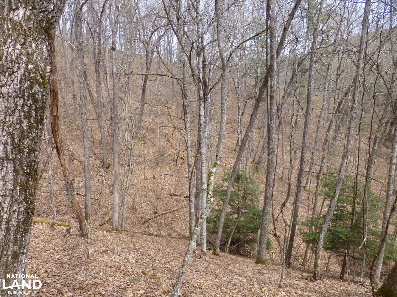 62 Acres in Upper Back Creek Valley in Highland County, Virginia (11 ...