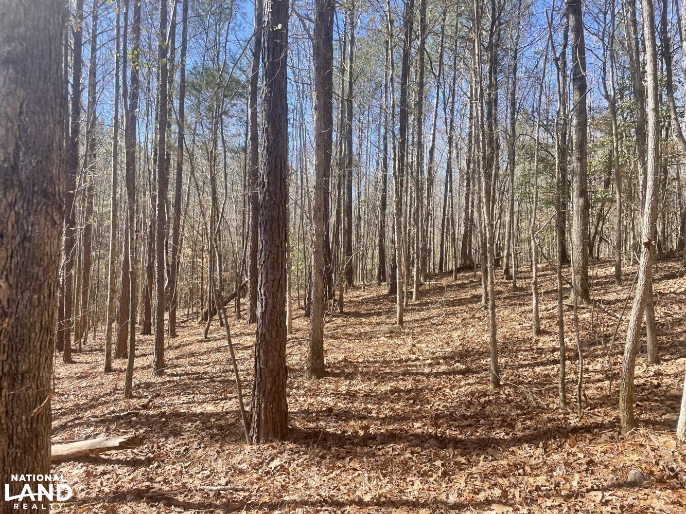 North Pickens Recreational & Timber Tract in Pickens County, Alabama ...