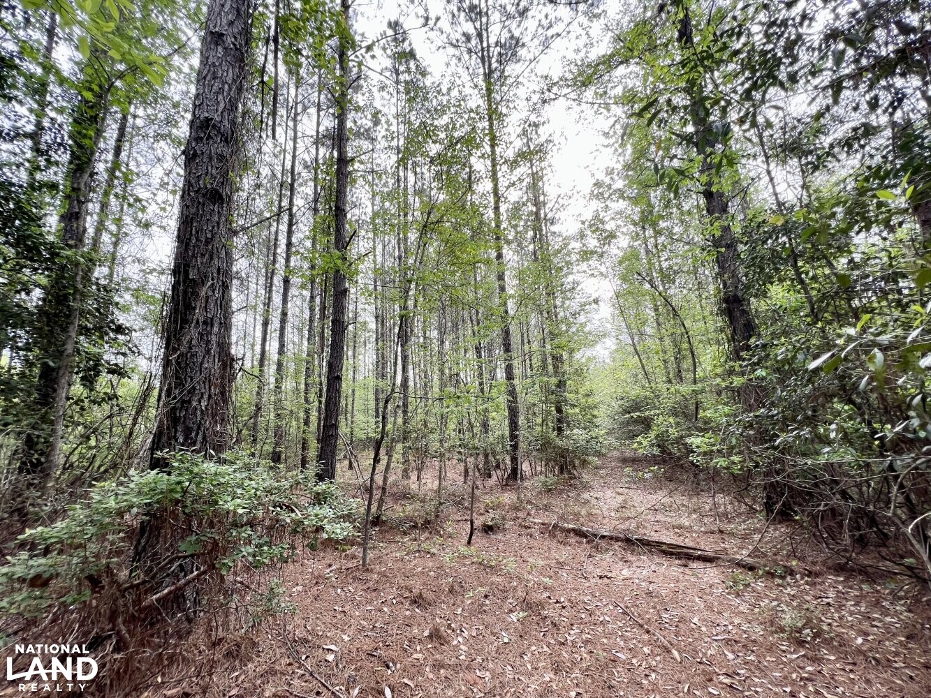 Chatom Little Bassetts Creek Hunting Camp & Recreational Tract in ...