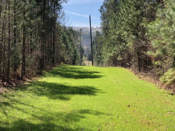 Youngtown Hunting and Timber Investment in Lawrence County, Alabama (18 ...