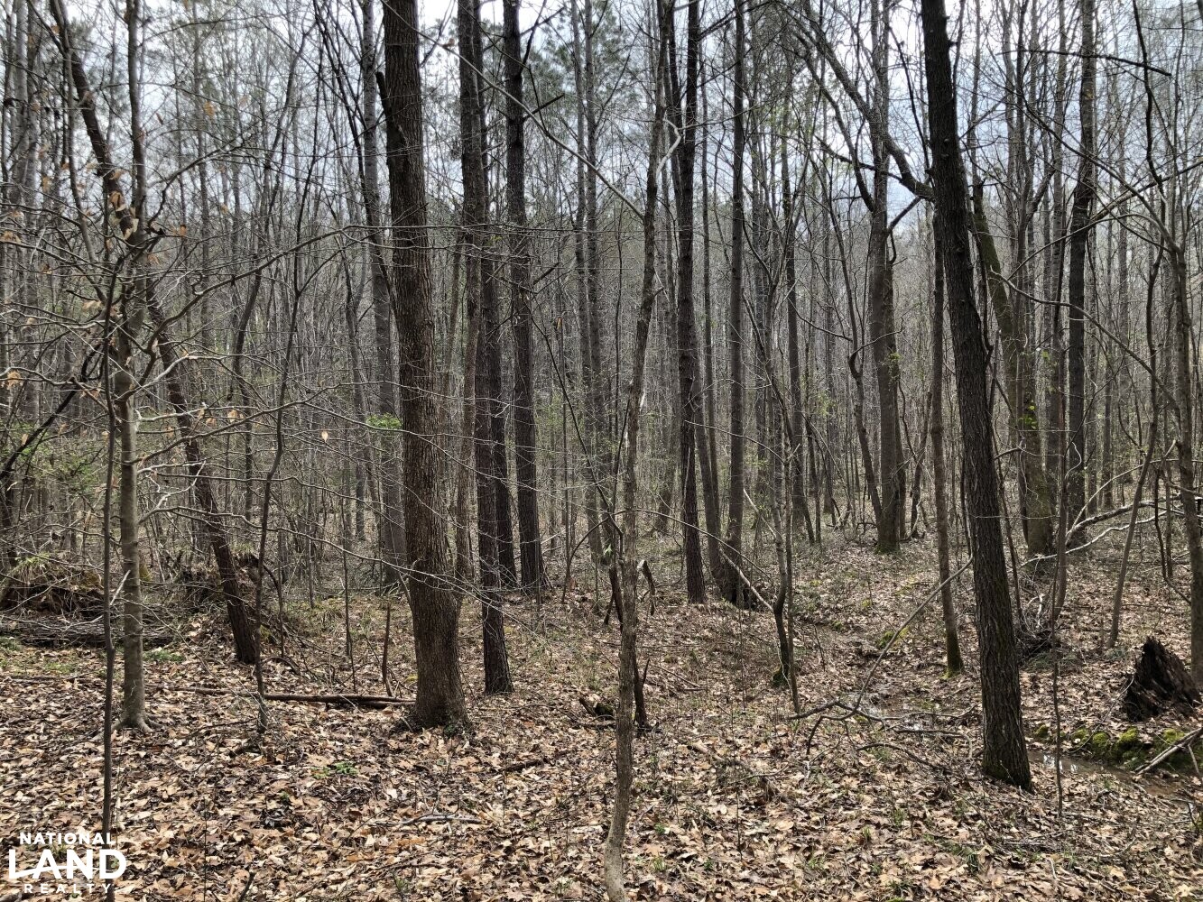 Pine, Hardwood, Spring-fed Creek in McNairy County, Tennessee (9 Photos ...