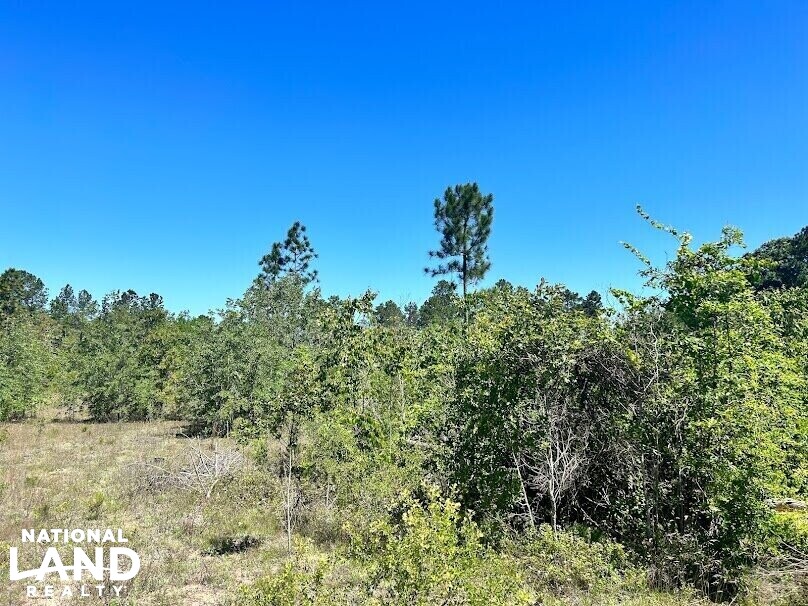 Rural Acreage with Private Drive in Taylor County, Georgia (6 Photos ...