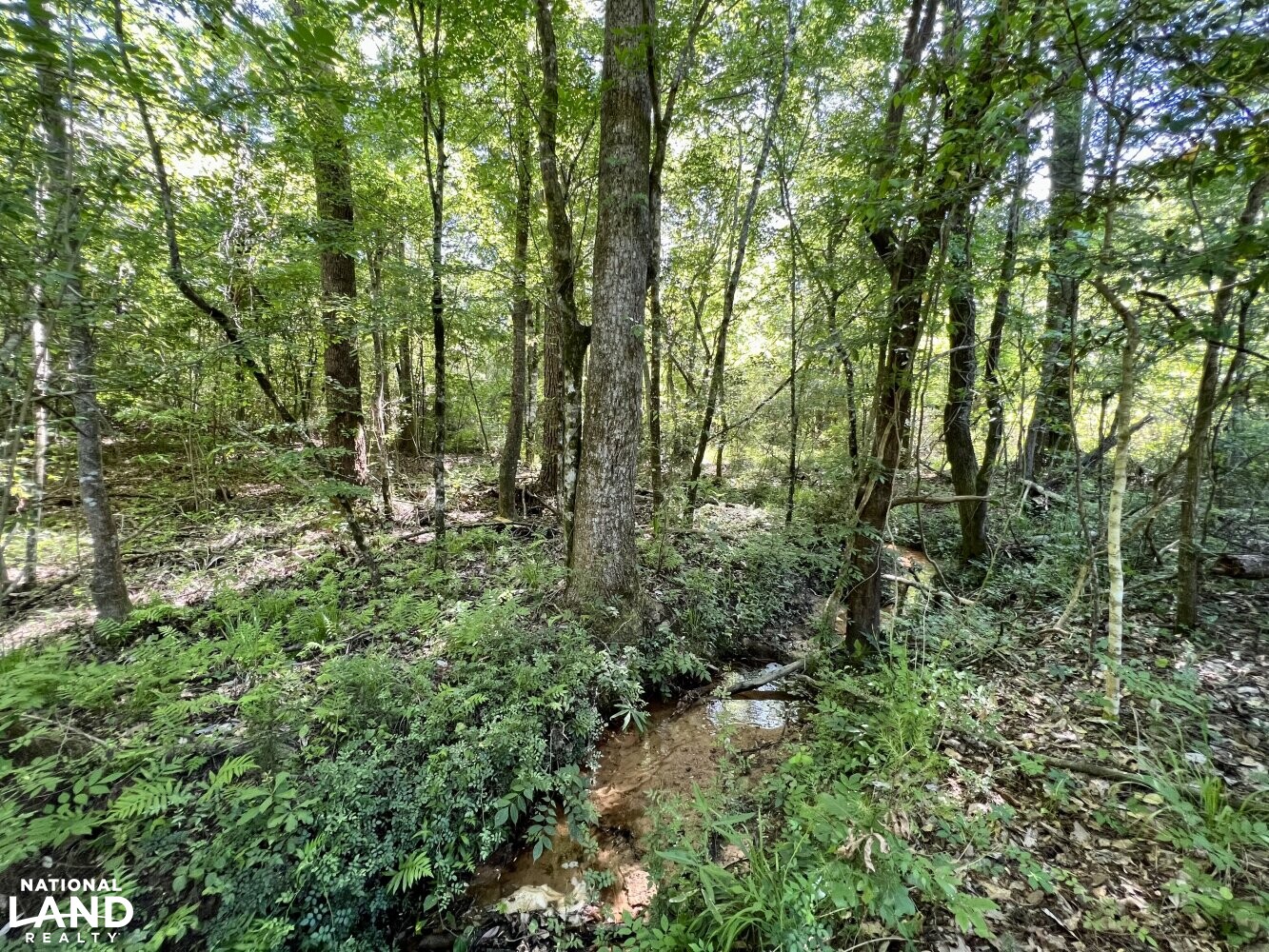 Salitpa Jackson Creek Branch Homesite in Clarke County, Alabama (24 ...