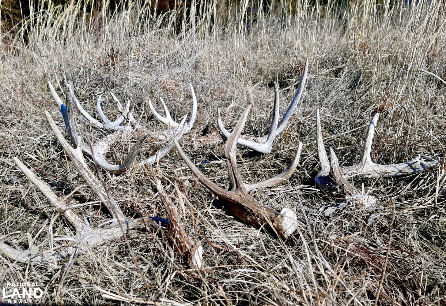 Pure Kansas Whitetail Hunting in Wilson County, Kansas (56 Photos ...
