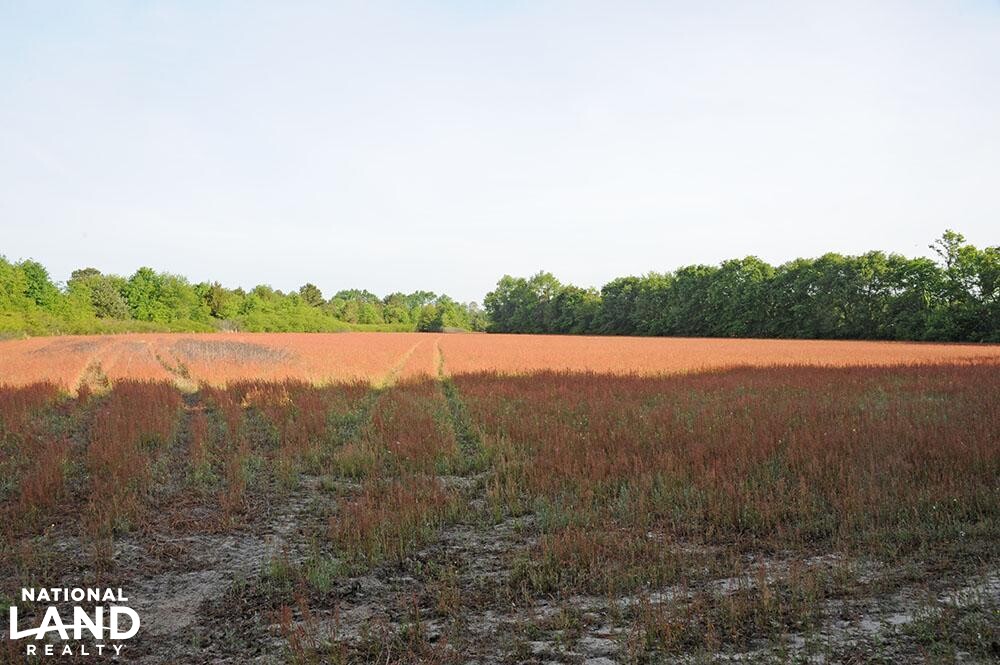 Famous McCall Farm II in Marlboro County, South Carolina (26 Photos ...