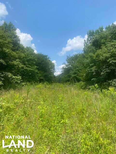 Morgan Brake - Deer and Turkey in Holmes County, Mississippi (9 Photos ...