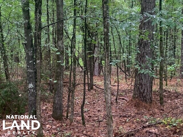 Mixed Hardwood Timber Close to Town in Chickasaw County, Mississippi (6 ...