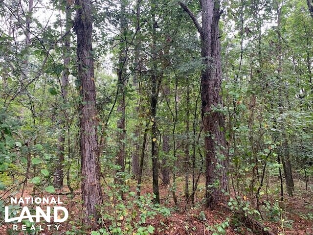 Mixed Hardwood Timber Close to Town in Chickasaw County, Mississippi (6 ...