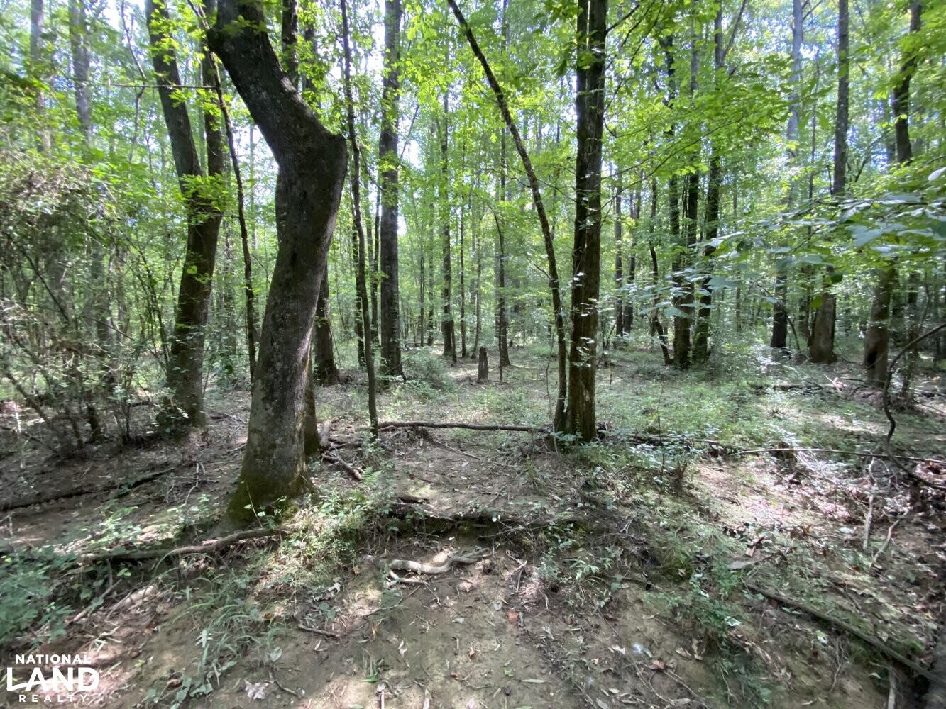 Vernon - Yellow Creek Hunting & Timber Tract in Lamar County, Alabama ...