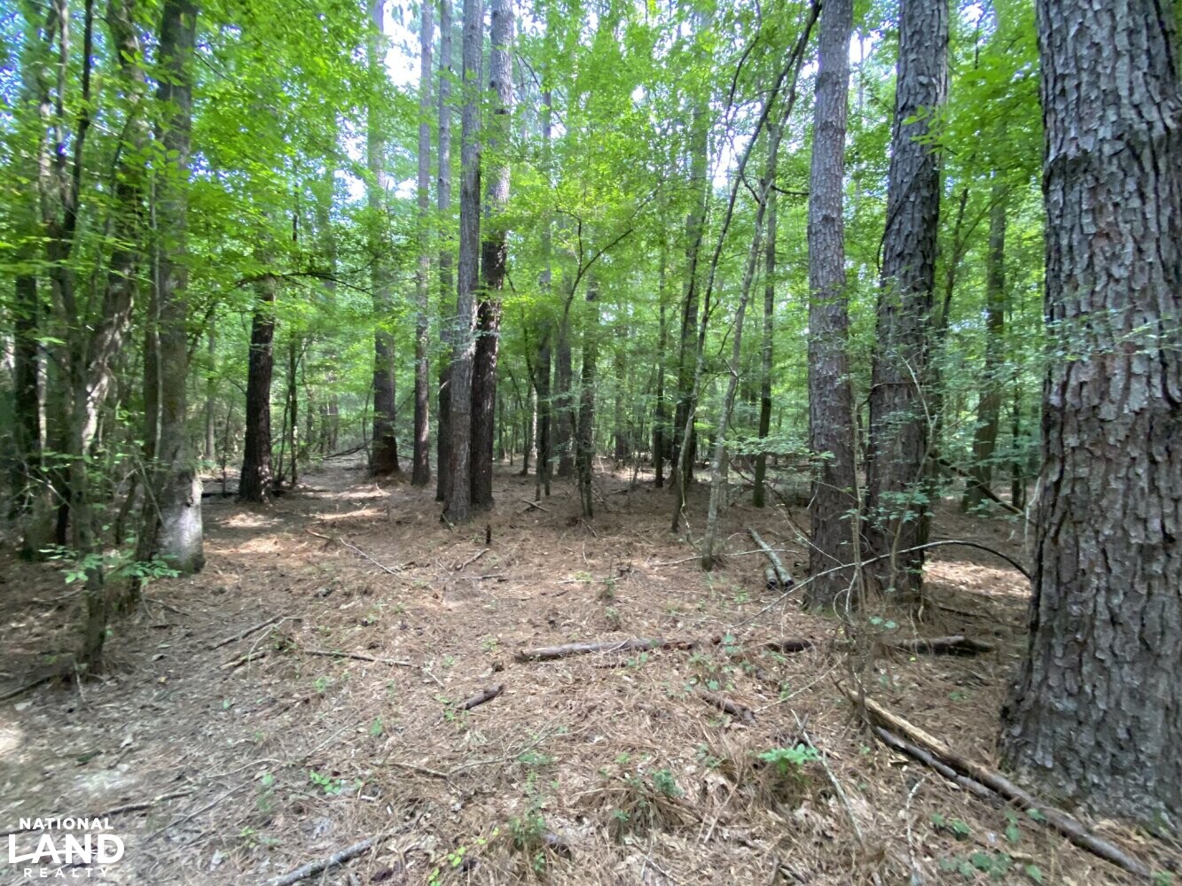 Vernon - Yellow Creek Hunting & Timber Tract in Lamar County, Alabama ...
