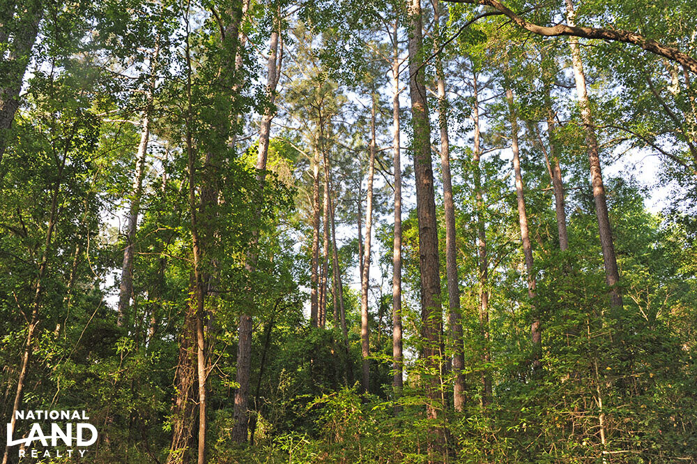McColl Farm in Marlboro County, South Carolina (12 Photos) | National ...