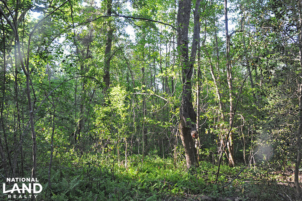 McColl Farm in Marlboro County, South Carolina (12 Photos) | National ...