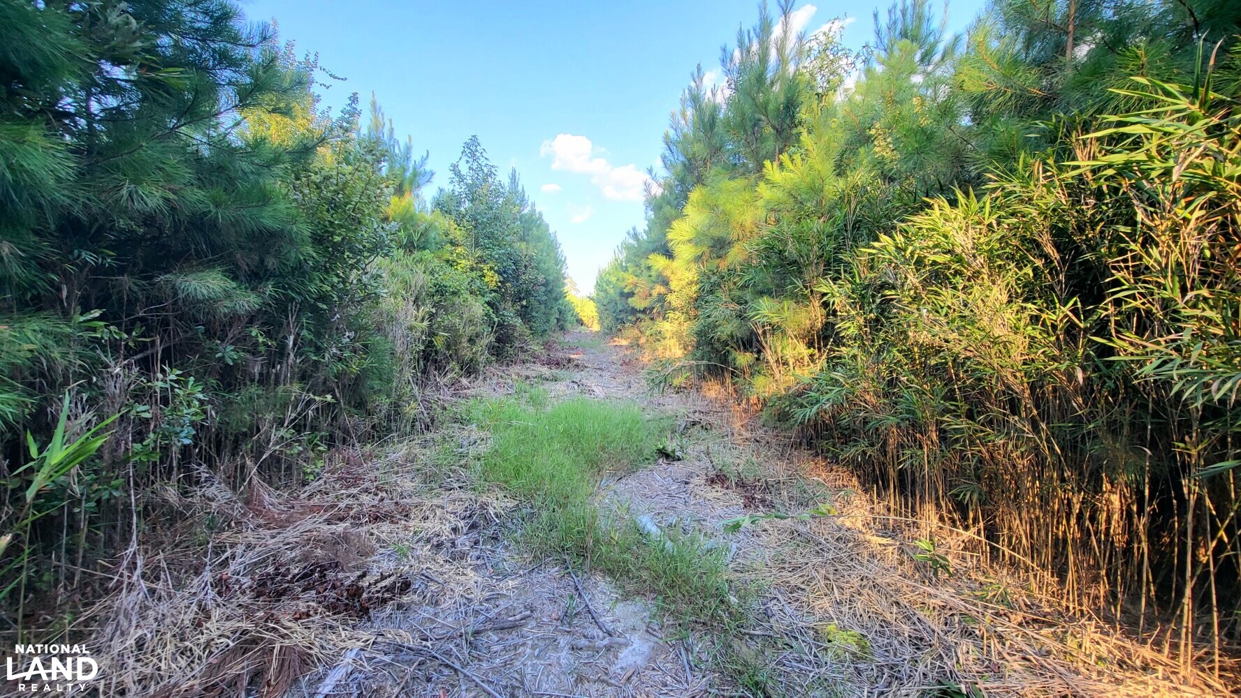 Frog Level Rd Tract in Pitt County, North Carolina (22 Photos ...