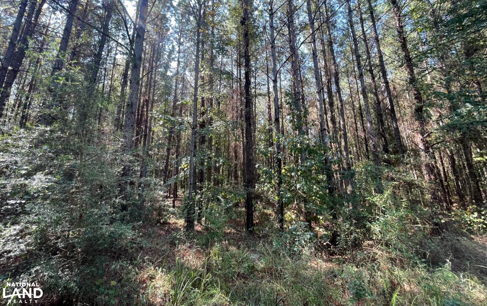 Paulding Recreational Timber with Camp Site in Jasper County ...