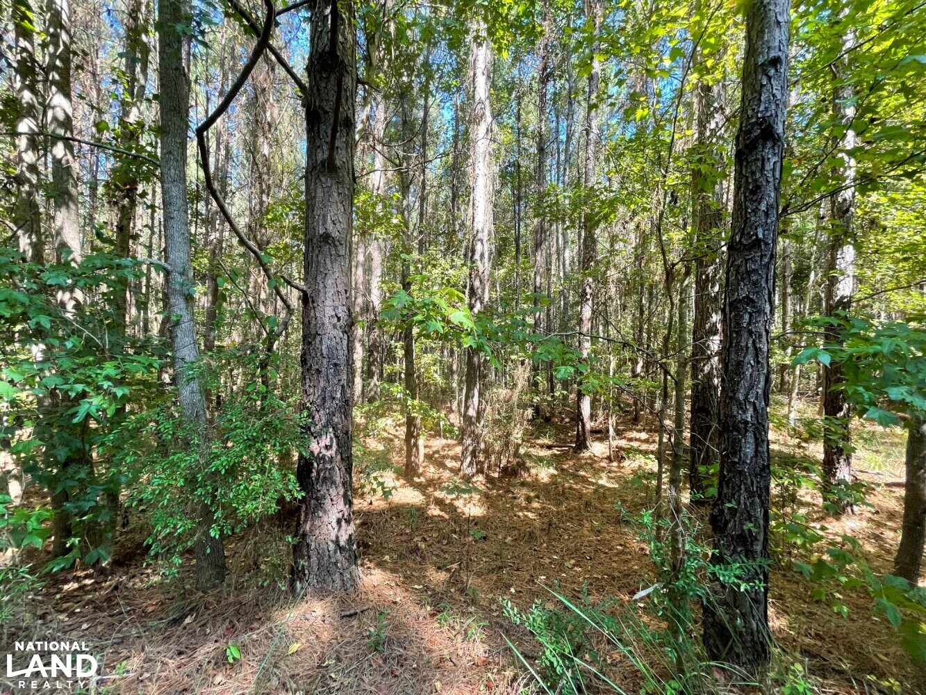Paulding Recreational Timber with Camp Site in Jasper County ...