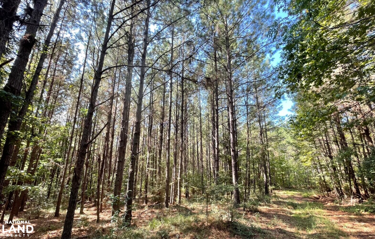 Paulding Recreational Timber with Camp Site in Jasper County ...