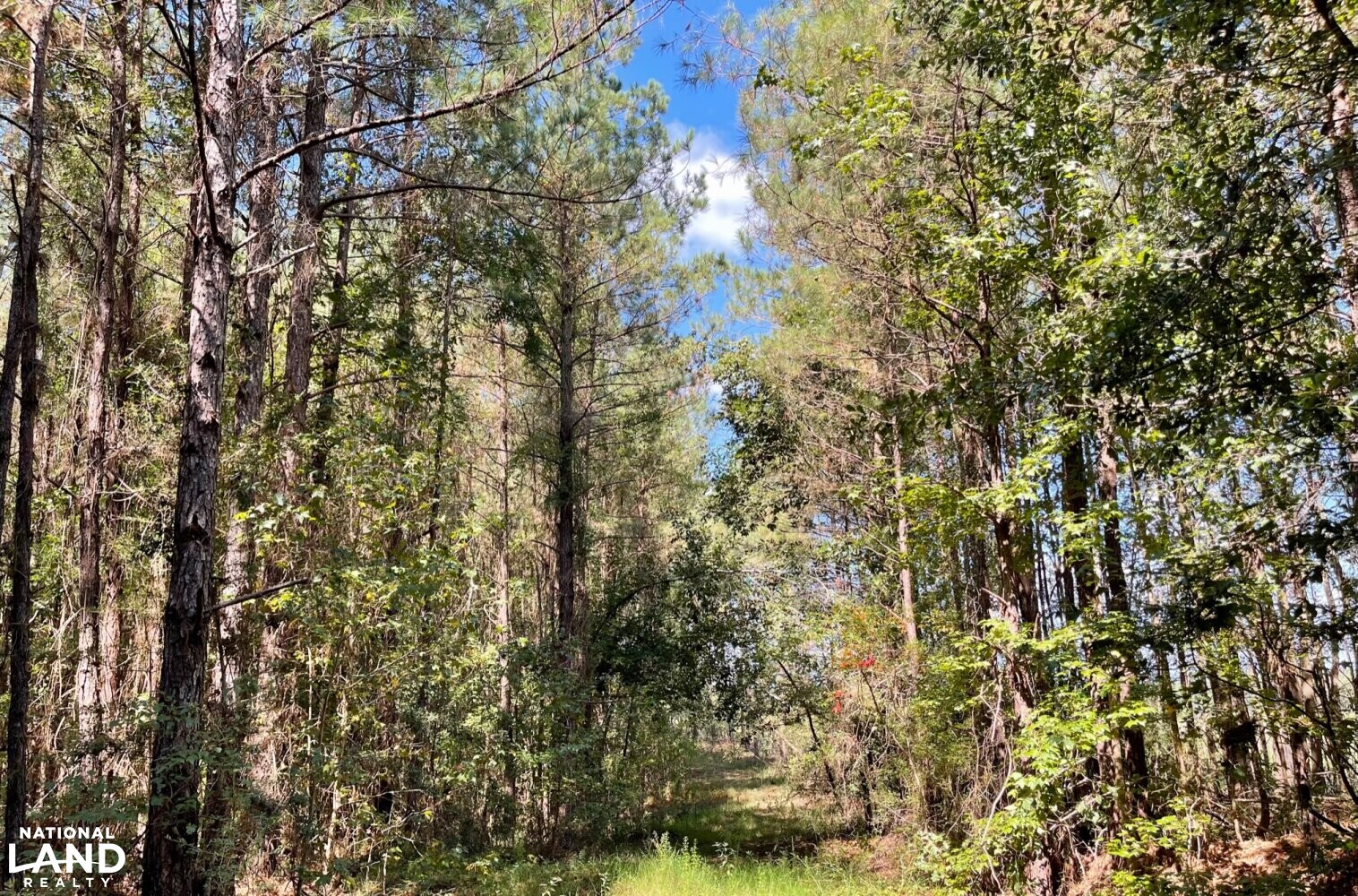 Paulding Recreational Timber with Camp Site in Jasper County ...
