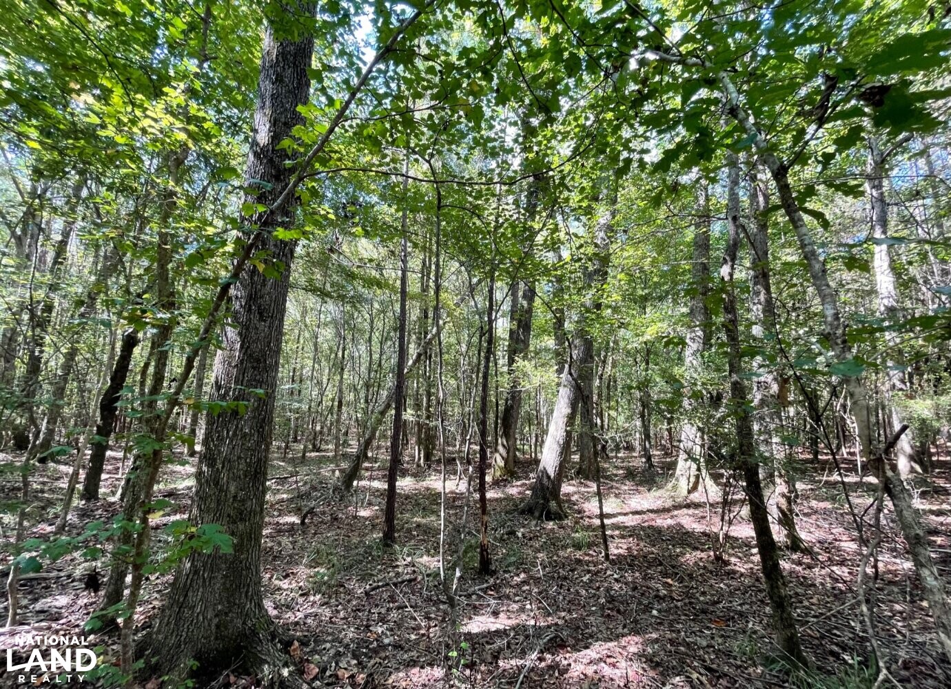 Paulding Recreational Timber with Camp Site in Jasper County ...