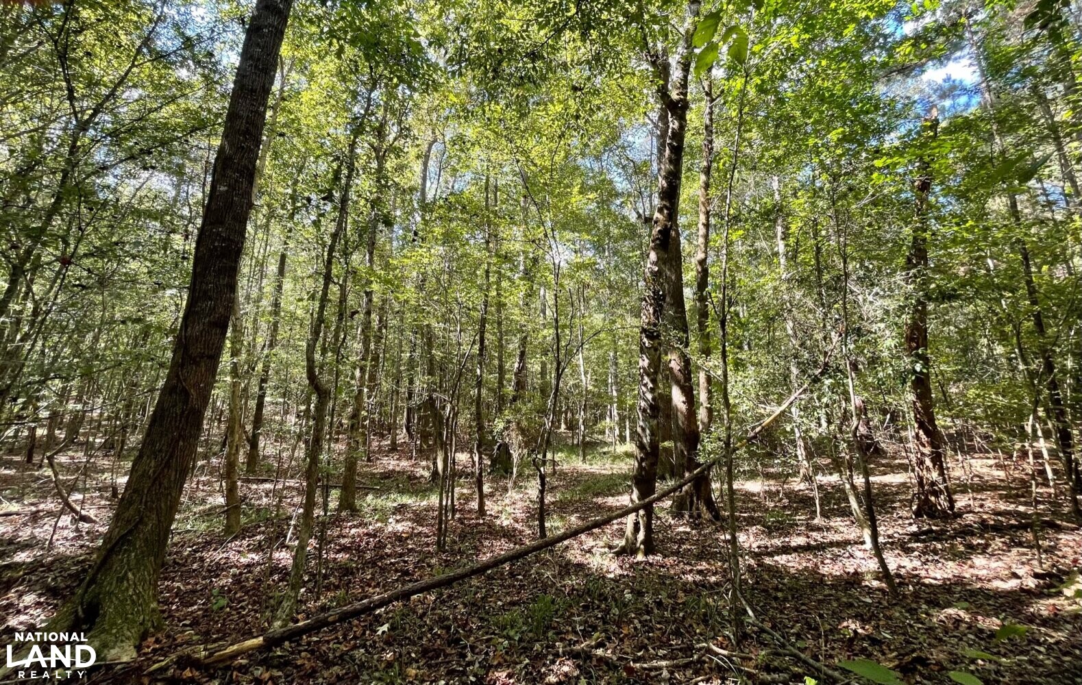 Paulding Recreational Timber with Camp Site in Jasper County ...