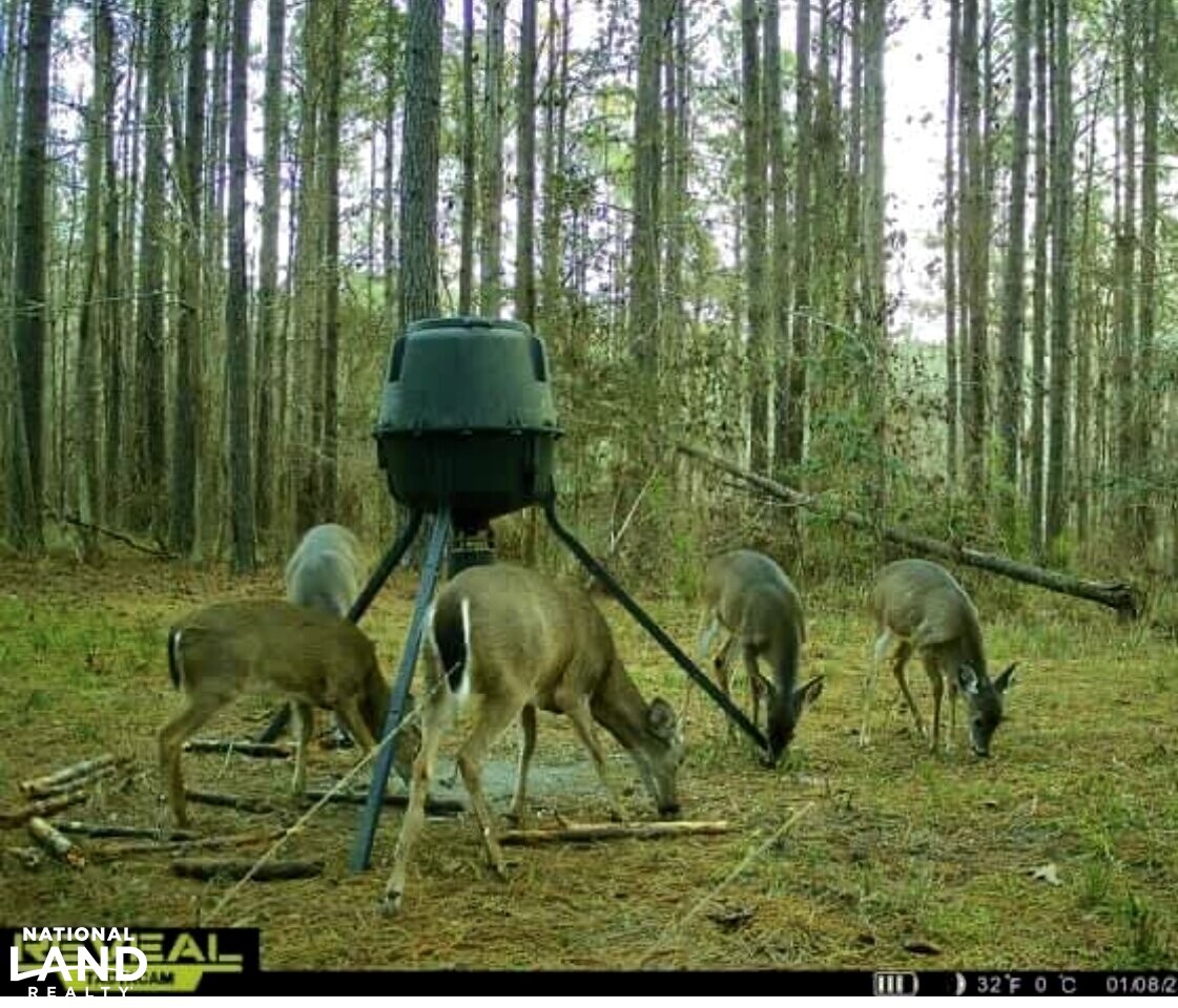 Paulding Recreational Timber with Camp Site in Jasper County ...