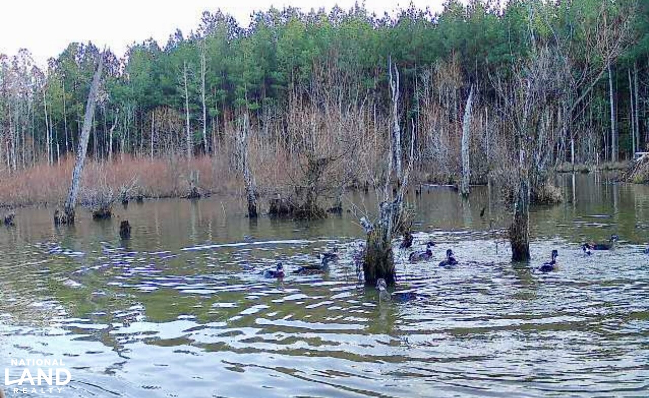 Paulding Recreational Timber with Camp Site in Jasper County ...