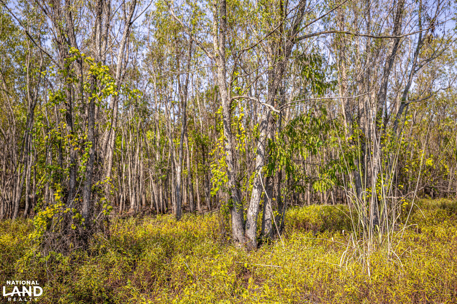 " North Panther Swamp " WRP 118 in Humphreys County, Mississippi (82 ...