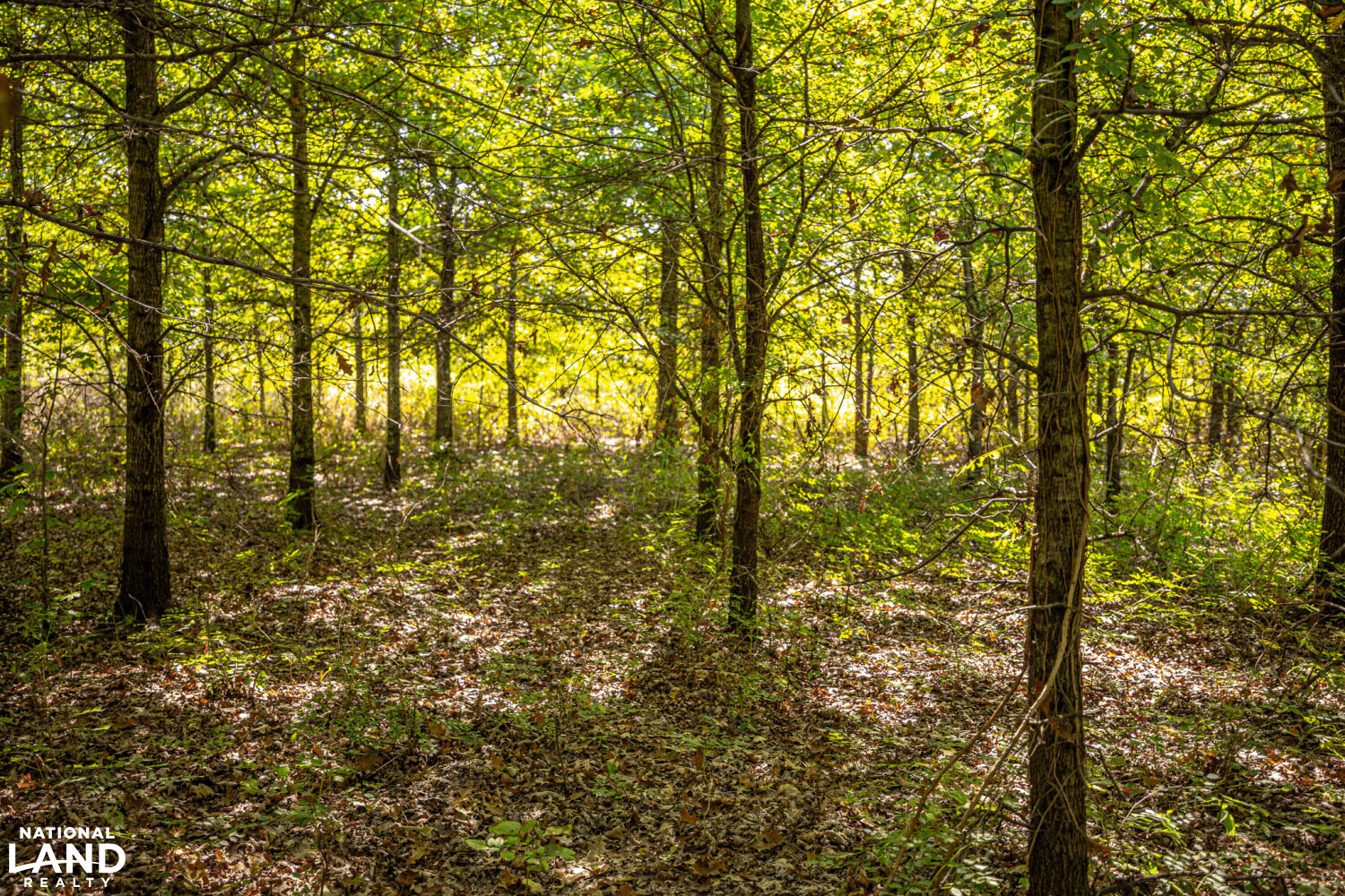 " North Panther Swamp " WRP 118 in Humphreys County, Mississippi (82 ...
