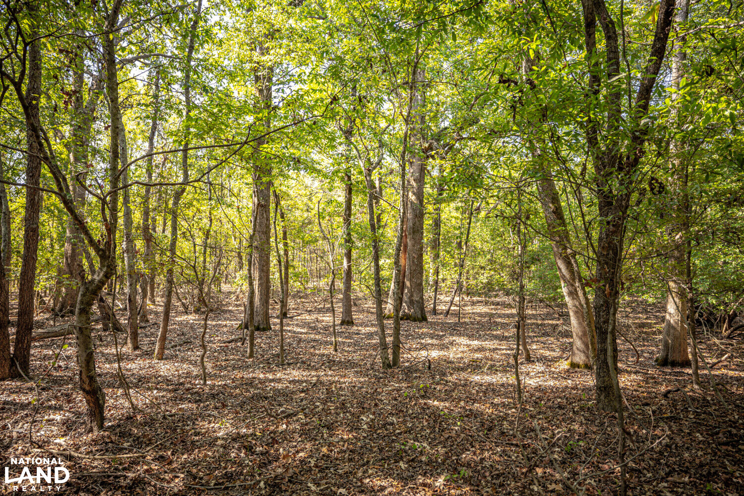" North Panther Swamp " WRP 118 in Humphreys County, Mississippi (82 ...