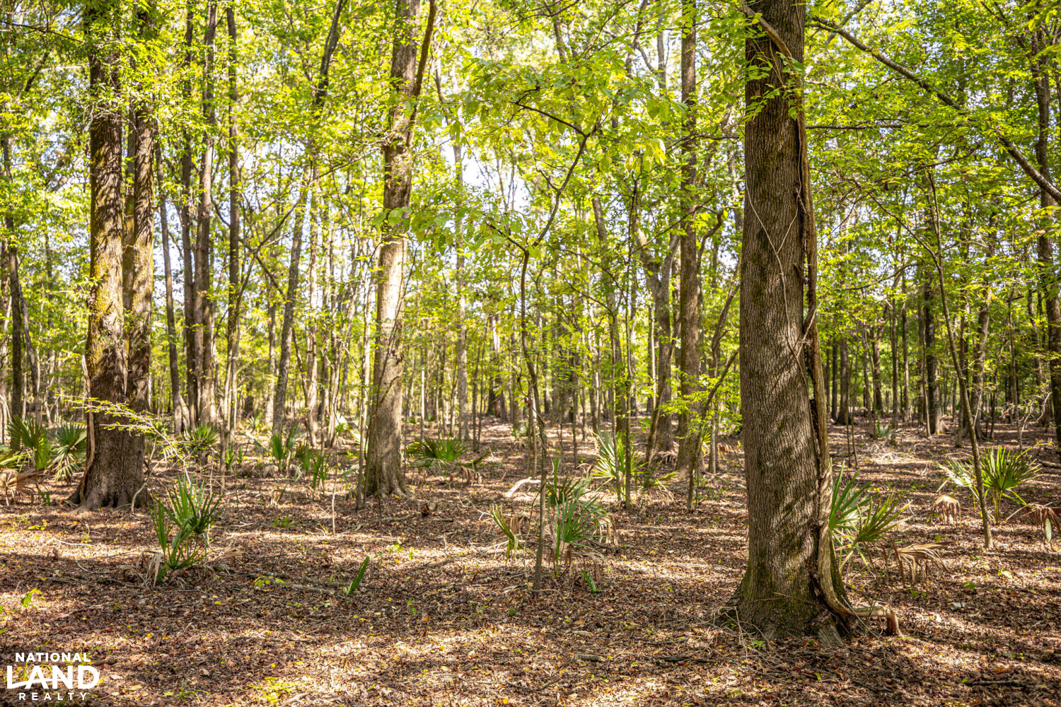 " North Panther Swamp " WRP 118 in Humphreys County, Mississippi (82 ...