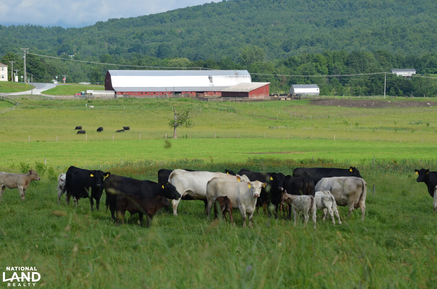 Mountain Meadows Farm - Organic Beef Operation in Addison County ...
